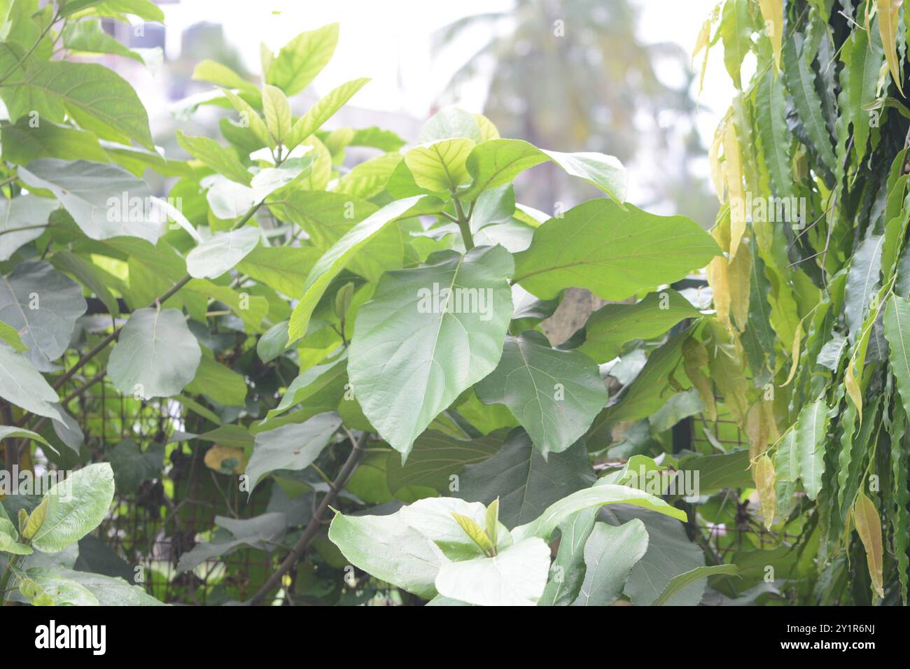 Ficus hispida hi-res stock photography and images - Alamy