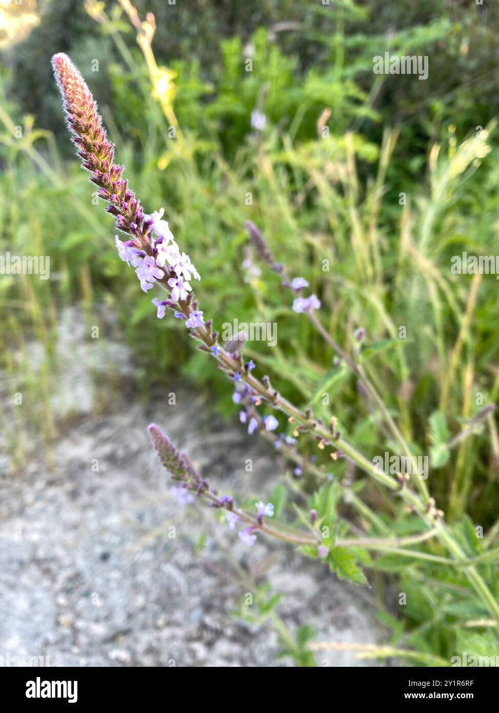 western vervain (Verbena lasiostachys) Plantae Stock Photo - Alamy