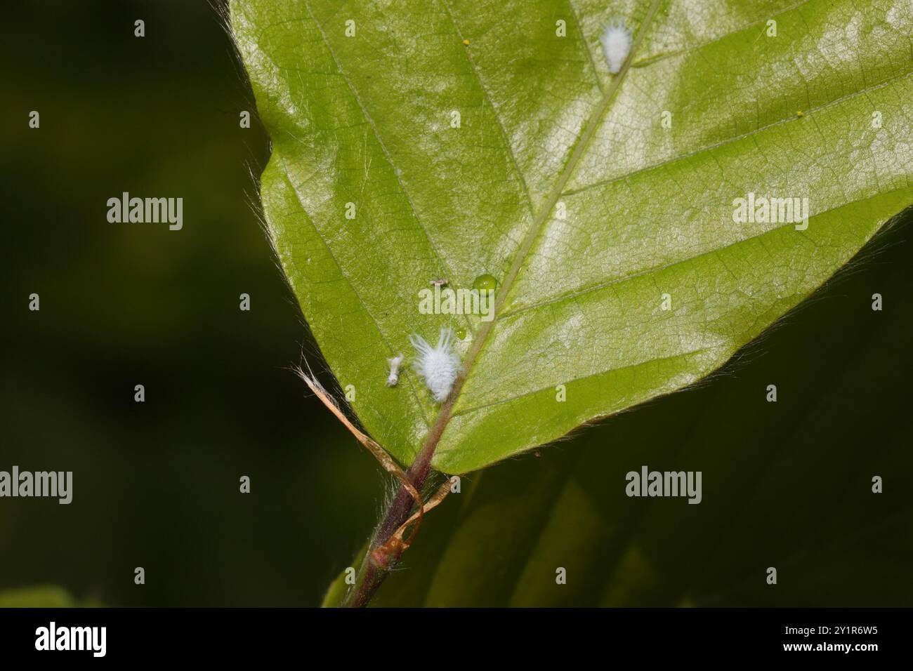 Woolly Beech Aphid (Phyllaphis fagi) Insecta Stock Photo - Alamy