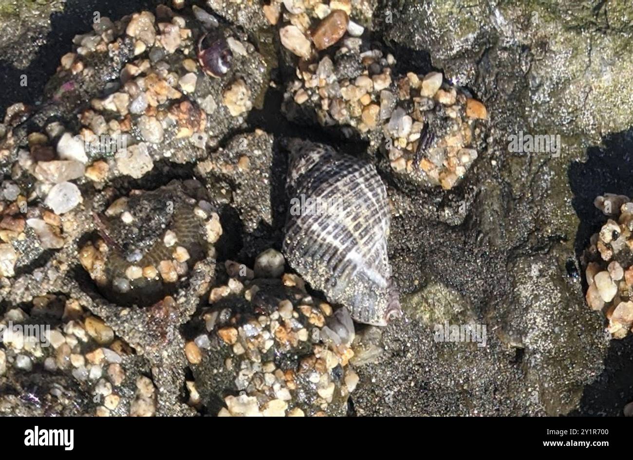 Angular Unicorn (Acanthinucella spirata) Mollusca Stock Photo - Alamy
