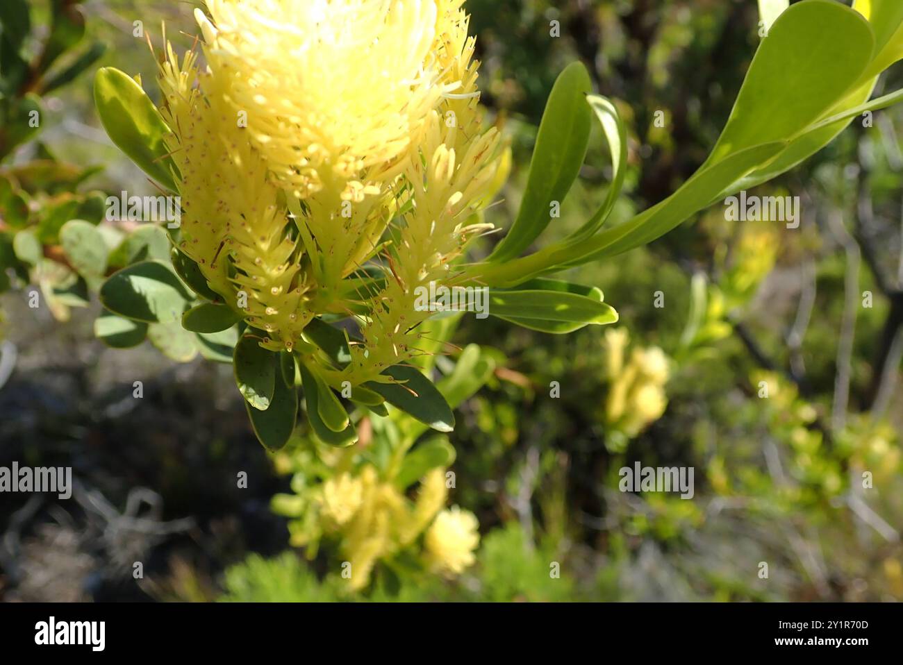Broadleaf Featherbush (Aulax umbellata) Plantae Stock Photo - Alamy