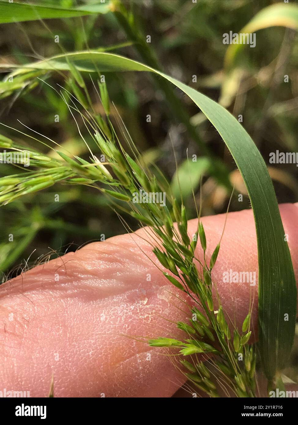 Ozark grass (Limnodea arkansana) Plantae Stock Photo - Alamy