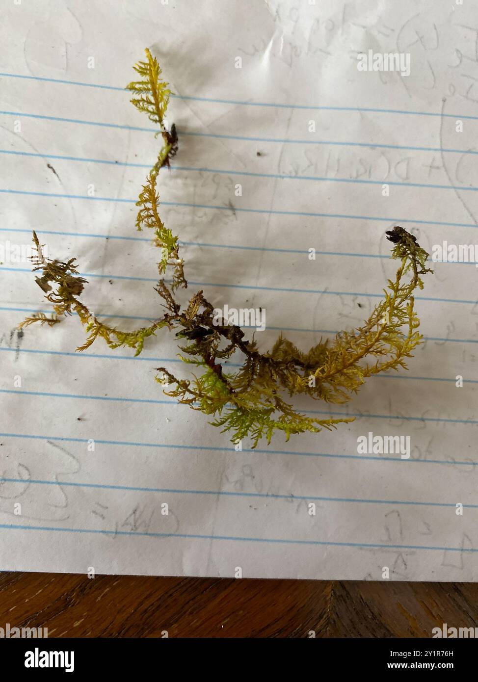 delicate fern moss (Thuidium delicatulum) Plantae Stock Photo - Alamy