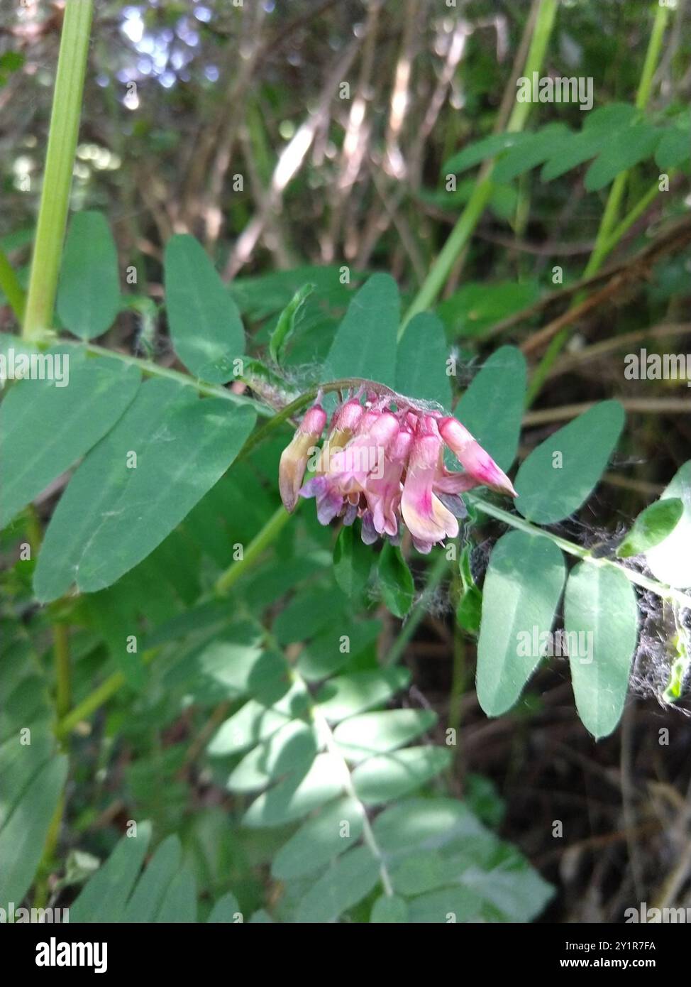 giant vetch (Vicia gigantea) Plantae Stock Photo - Alamy
