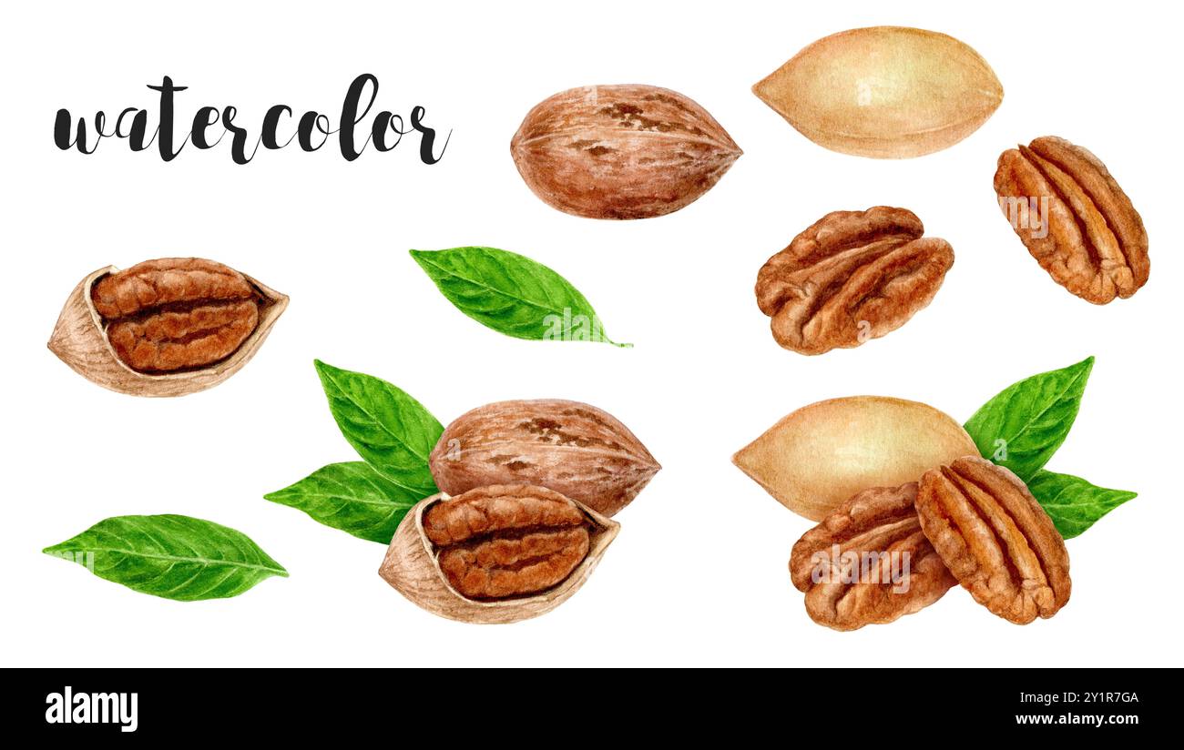 Hand-Painted Watercolor Pecan Nuts and Leaves Botanical Illustration ...