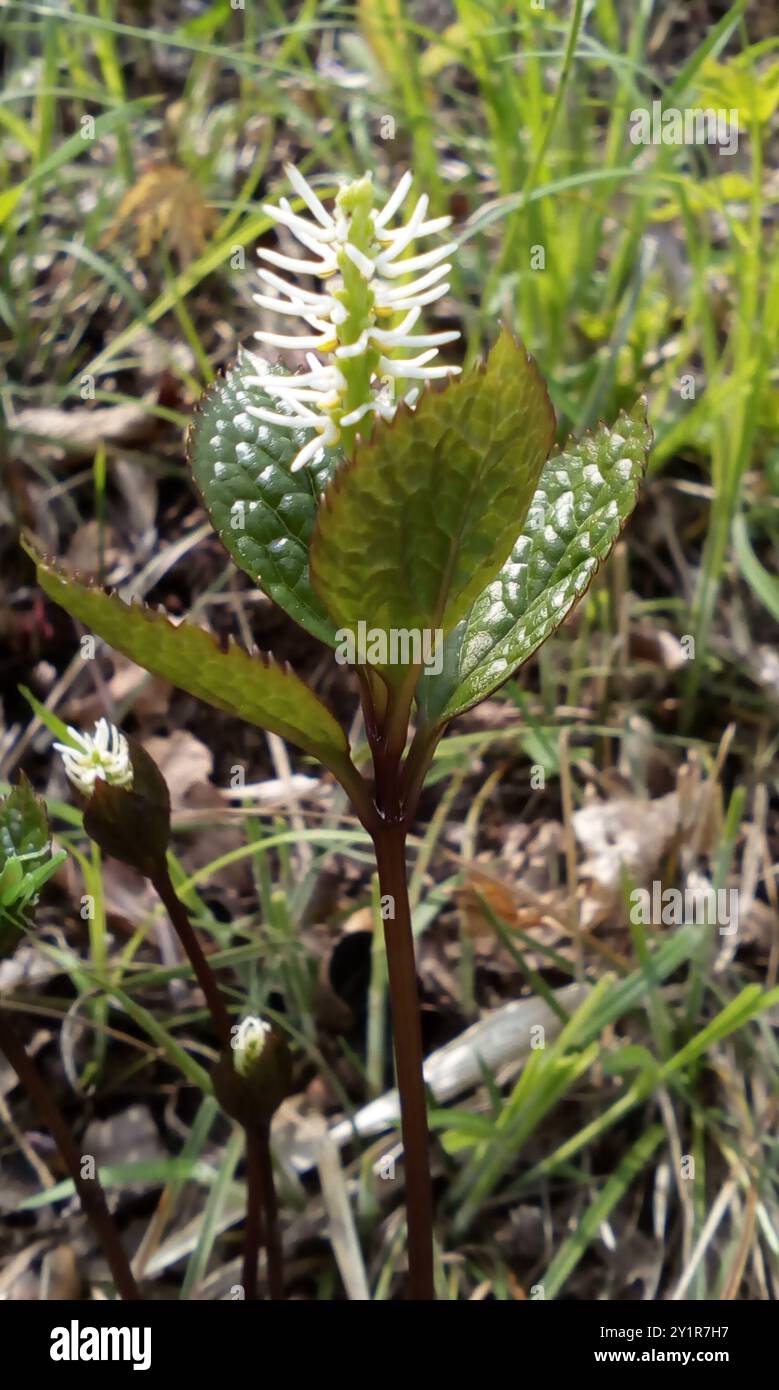 Single-spike chloranthus (Chloranthus quadrifolius) Plantae Stock Photo ...