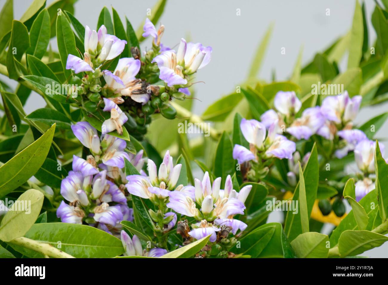 holly mangrove (Acanthus ilicifolius) Plantae Stock Photo - Alamy