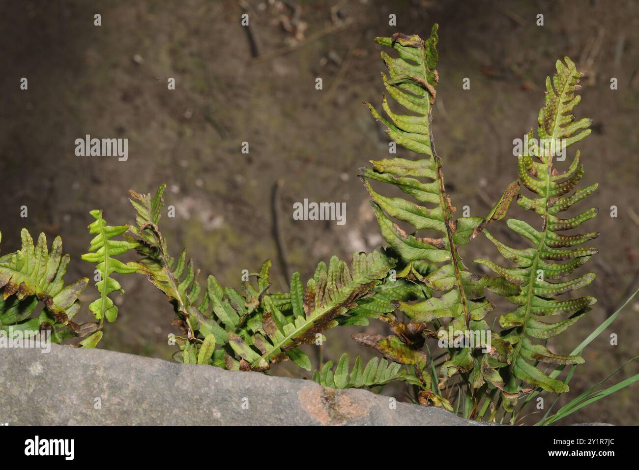 polypody ferns (Polypodium) Plantae Stock Photo - Alamy