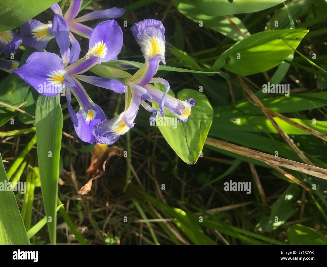 Common Beardless Irises (Limniris) Plantae Stock Photo - Alamy