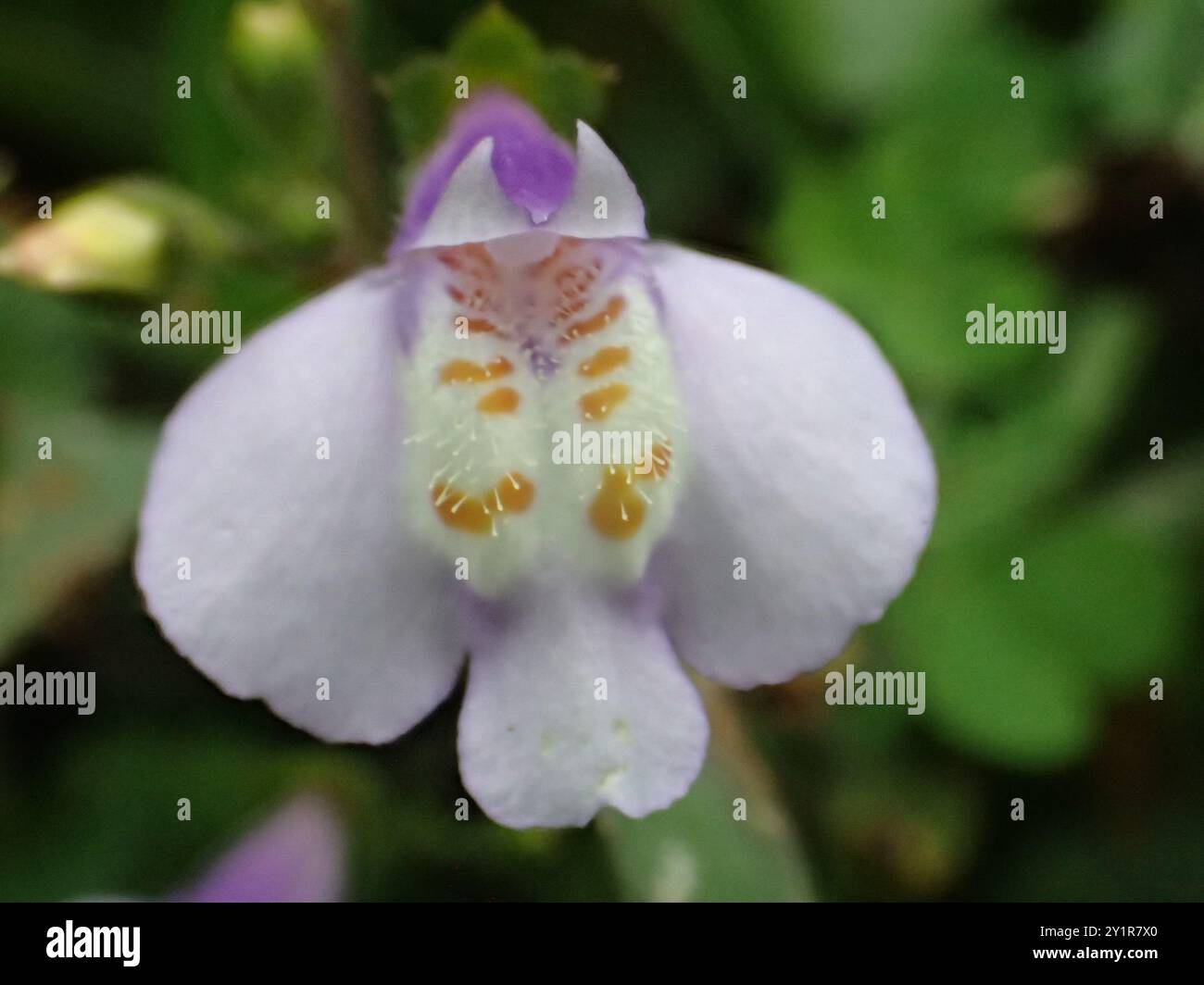 Taiwan Mazus (Mazus fauriei) Plantae Stock Photo - Alamy