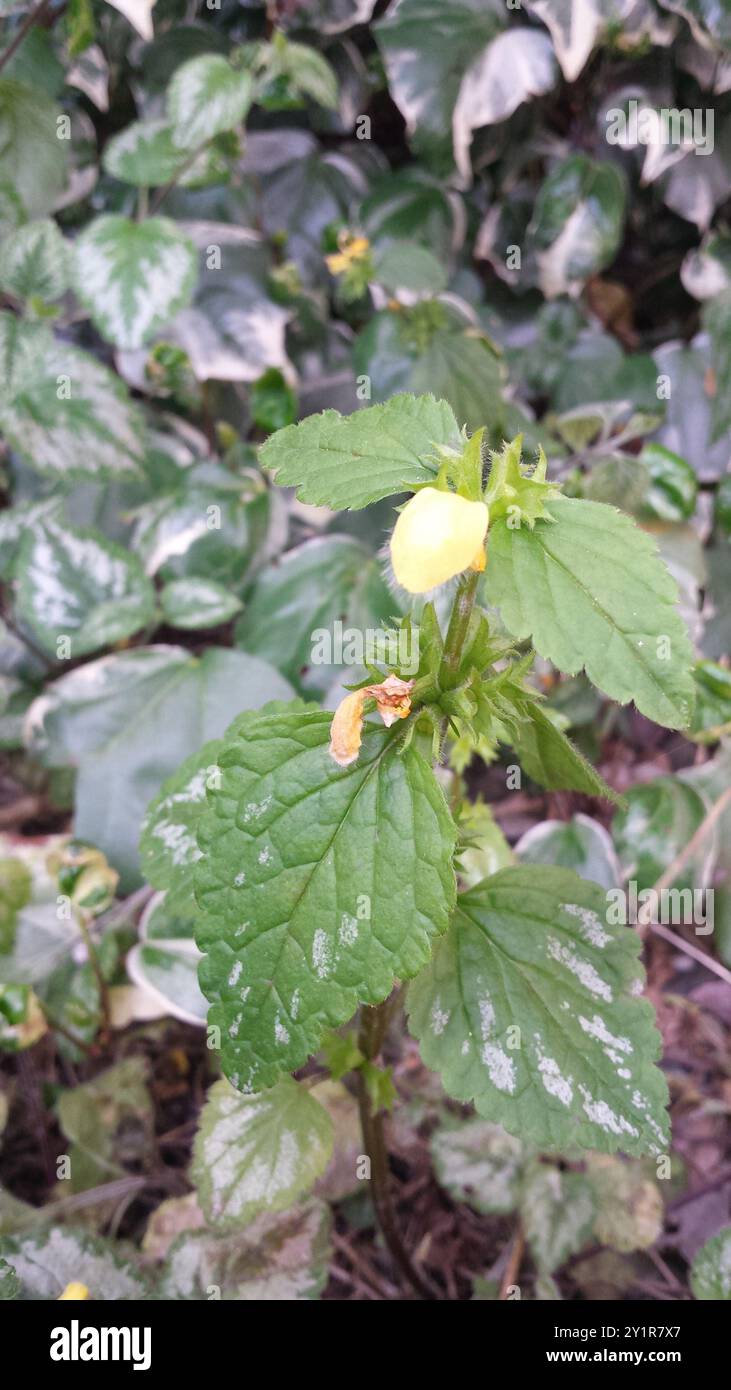 Variegated Yellow Archangel (Lamium galeobdolon argentatum) Plantae ...