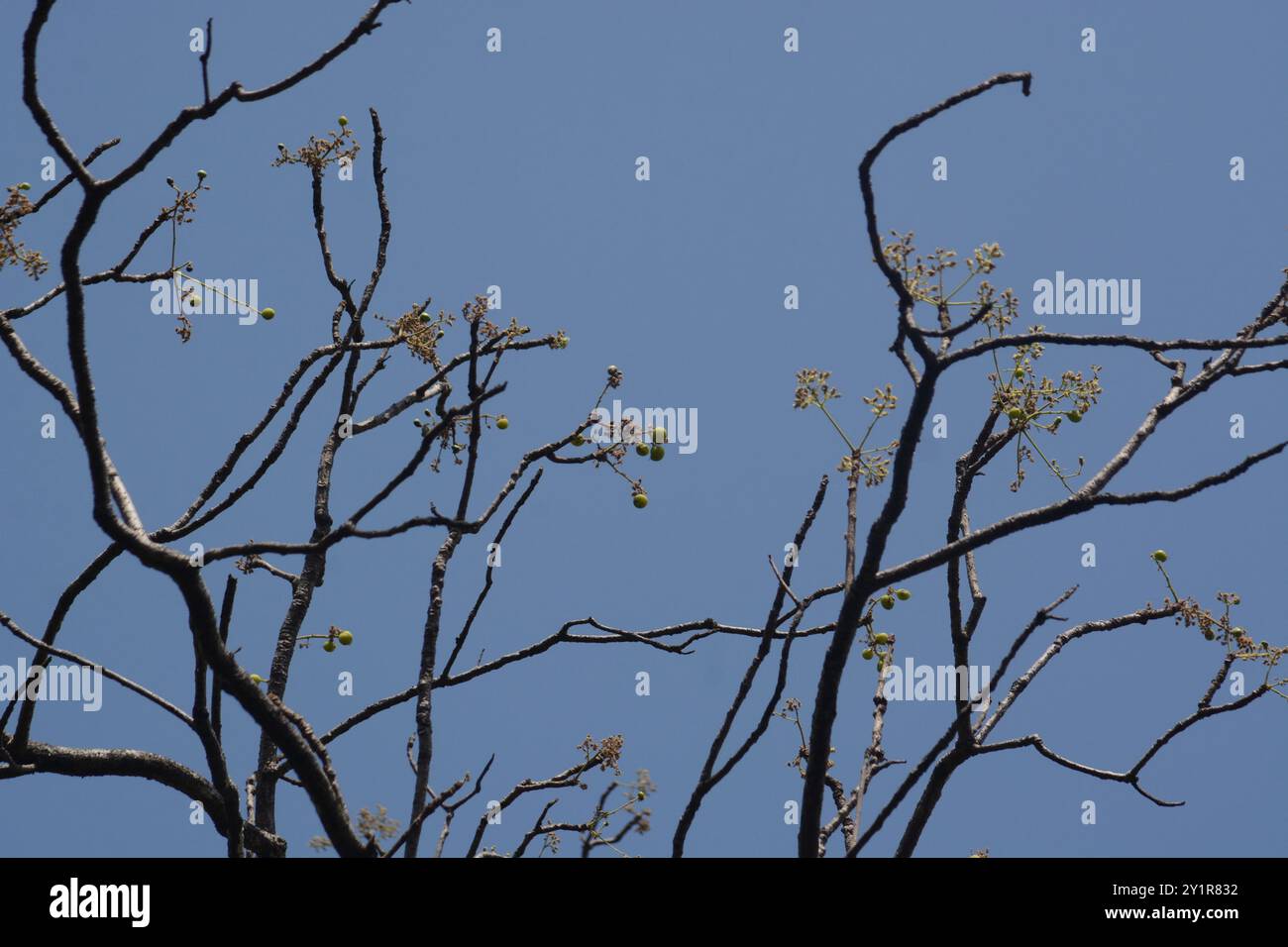 Garuga pinnata hi-res stock photography and images - Alamy