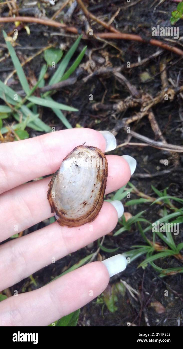 Brachyceran Flies (Brachycera) Insecta Stock Photo - Alamy