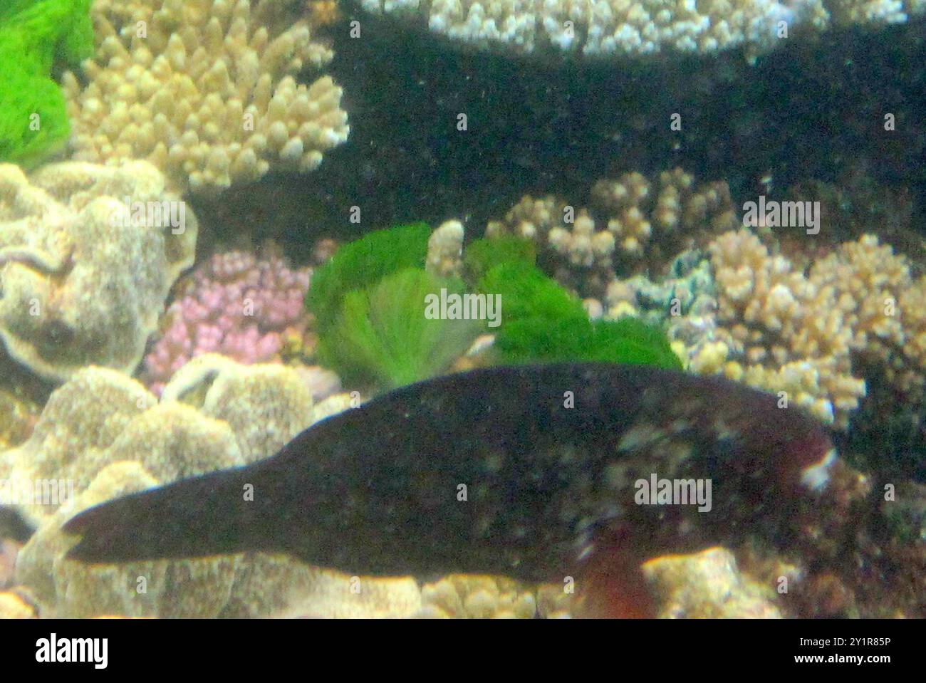 Scarus spinus hi-res stock photography and images - Alamy