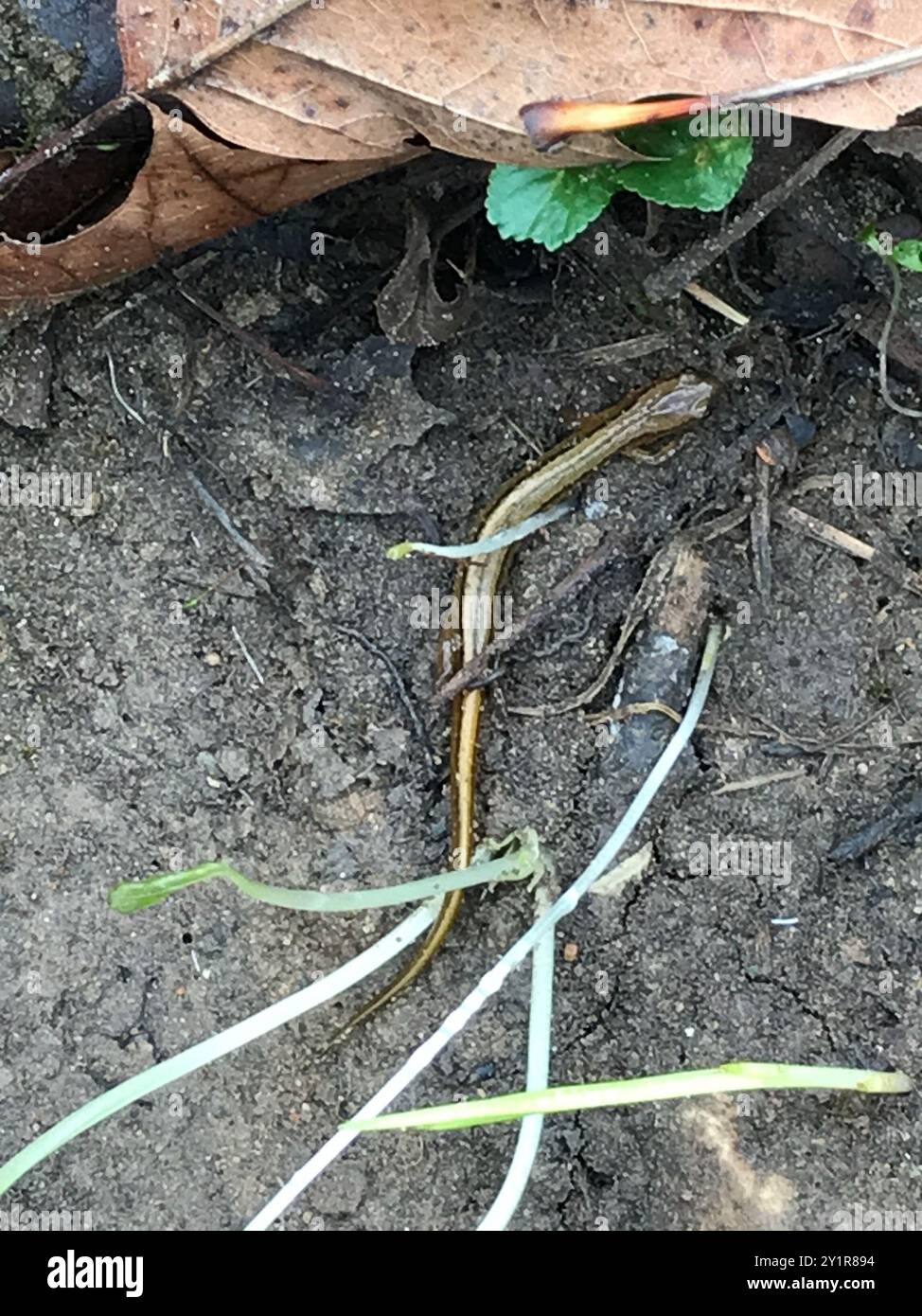 Southern Two-lined Salamander (Eurycea cirrigera) Amphibia Stock Photo ...