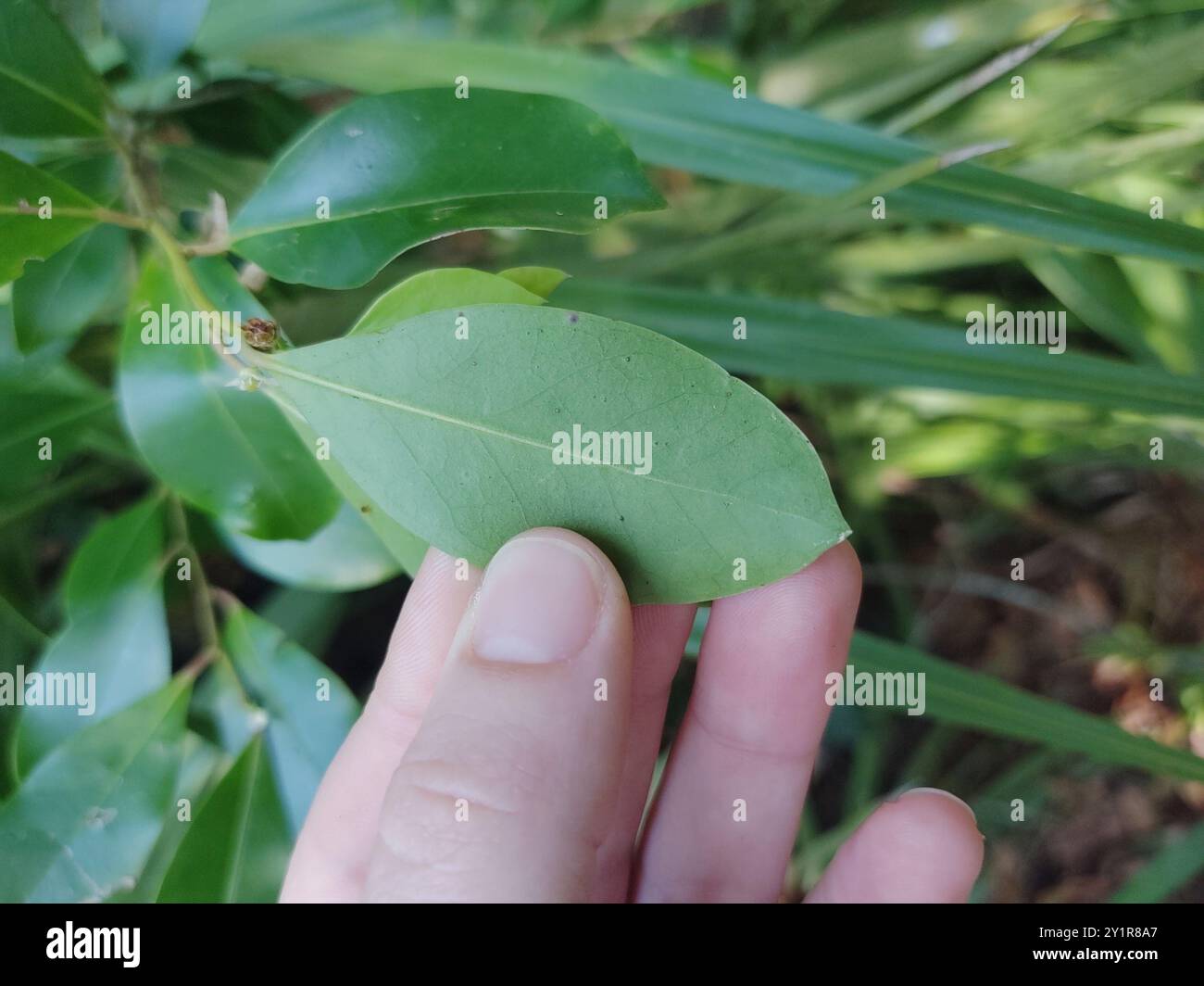 dahoon holly (Ilex cassine) Plantae Stock Photo - Alamy