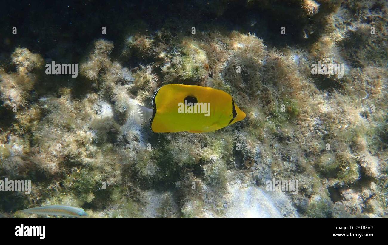 Indian Teardrop Butterflyfish (Chaetodon interruptus) Actinopterygii ...