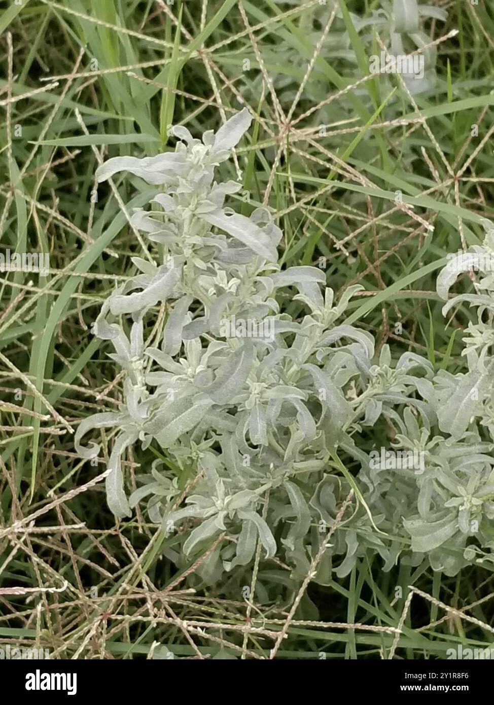 Saltbushes (Atriplex) Plantae Stock Photo - Alamy