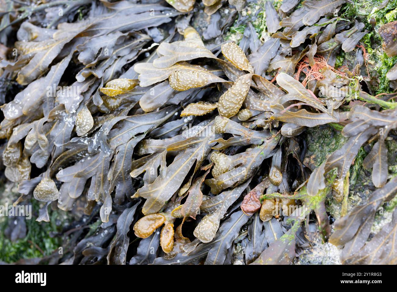 seaweed Fucus on a beach in Normandy, France Stock Photo - Alamy