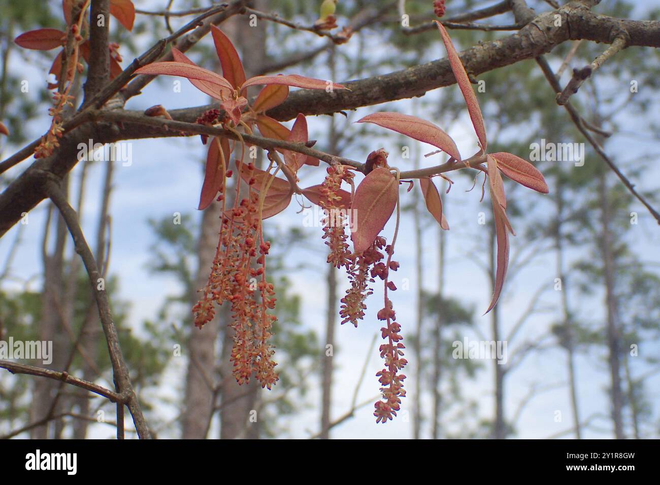 bluejack oak (Quercus incana) Plantae Stock Photo - Alamy