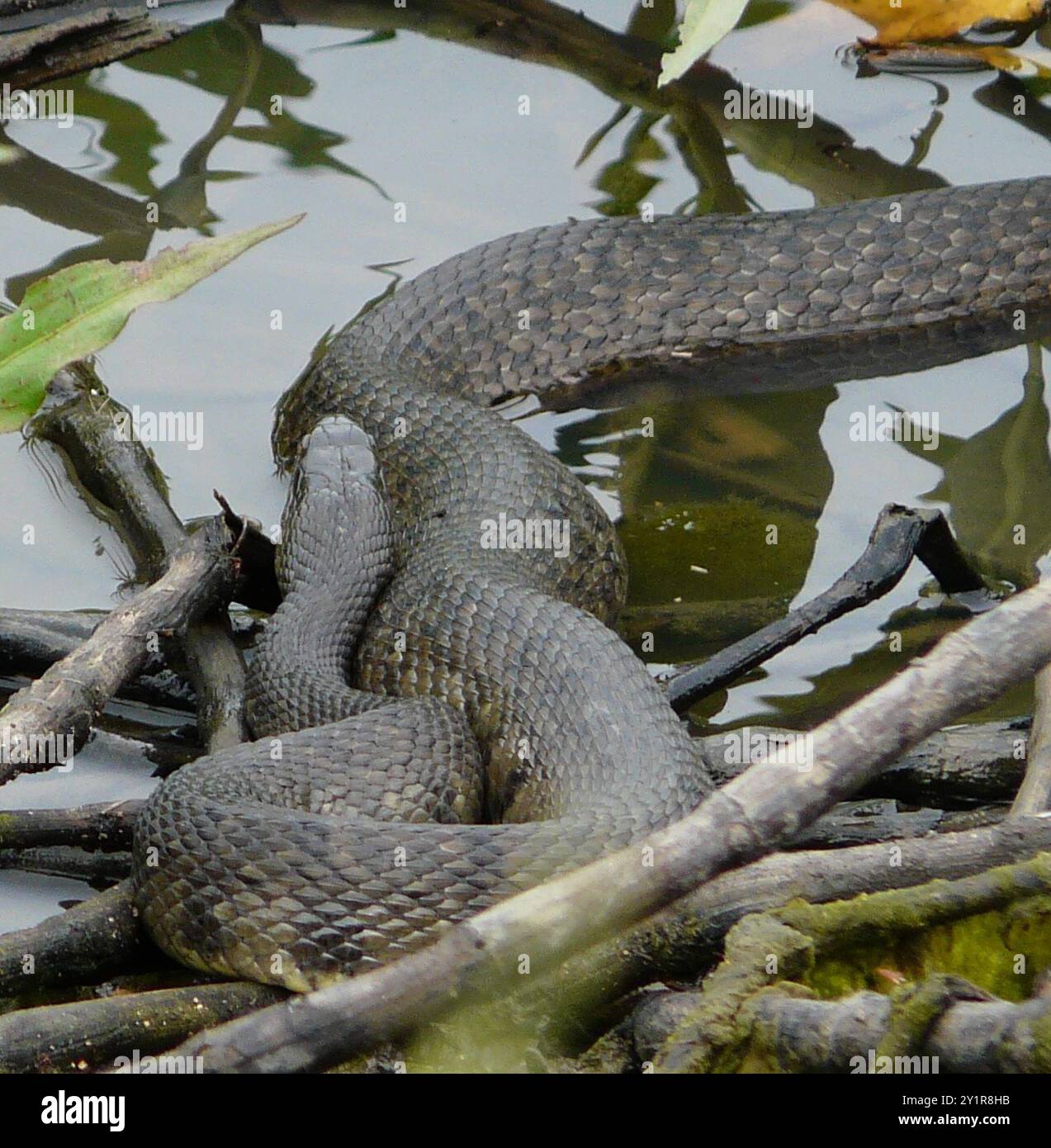 Mississippi Green Watersnake (Nerodia cyclopion) Reptilia Stock Photo ...