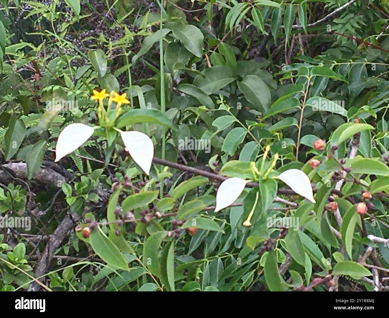 Splash-of-white (Mussaenda pubescens) Plantae Stock Photo - Alamy