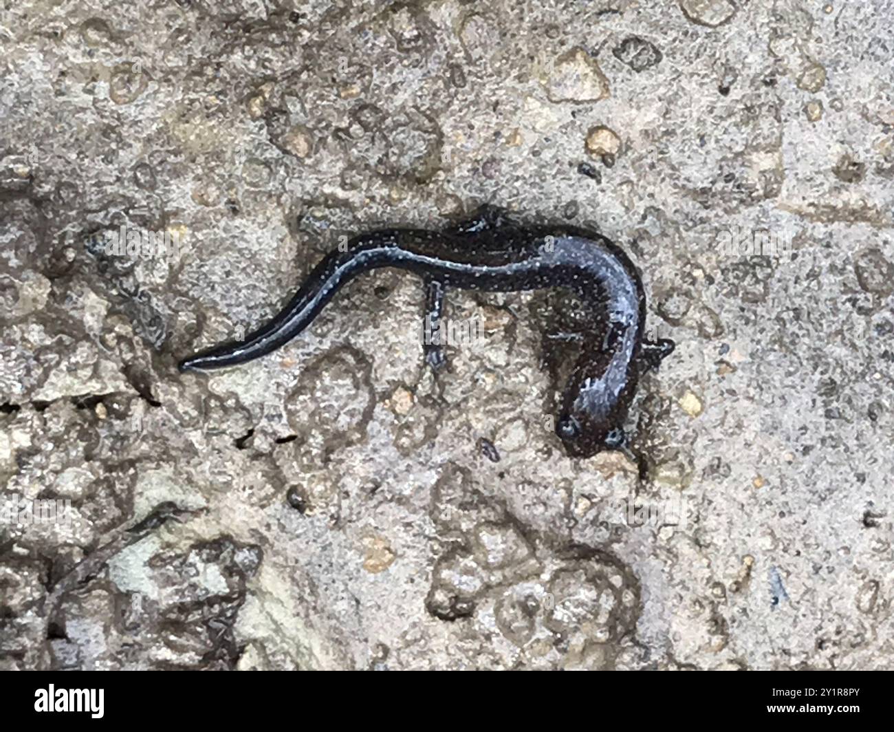 Woodland Salamanders (Plethodon) Amphibia Stock Photo - Alamy