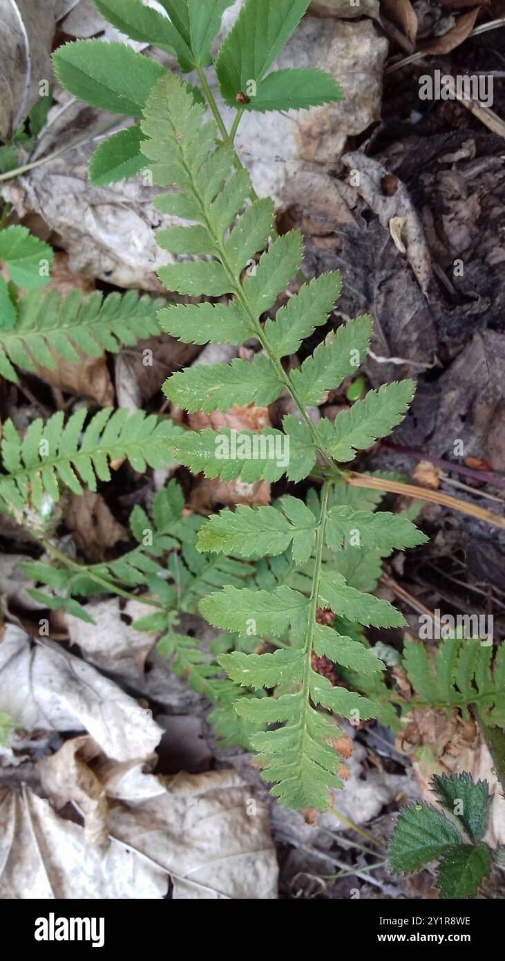 spinulose wood fern (Dryopteris carthusiana) Plantae Stock Photo - Alamy