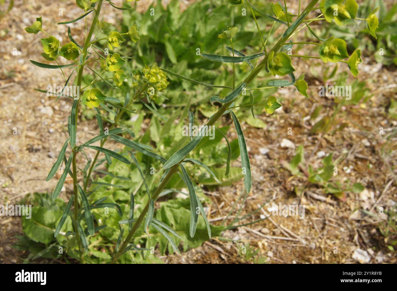 leafy spurge (Euphorbia esula) Plantae Stock Photo - Alamy