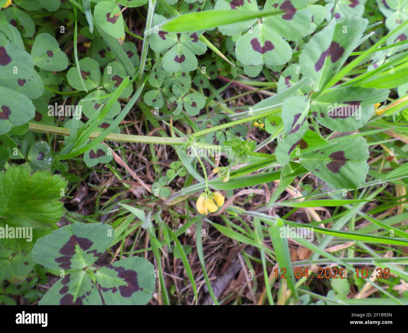 Spotted medick (Medicago arabica) Plantae Stock Photo - Alamy