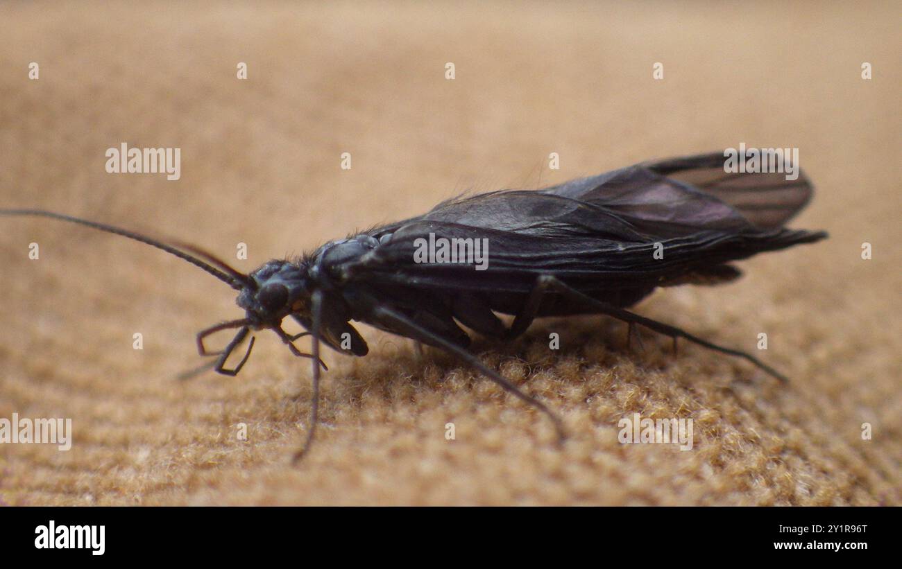 Fingernet Caddisflies (Philopotamidae) Insecta Stock Photo - Alamy