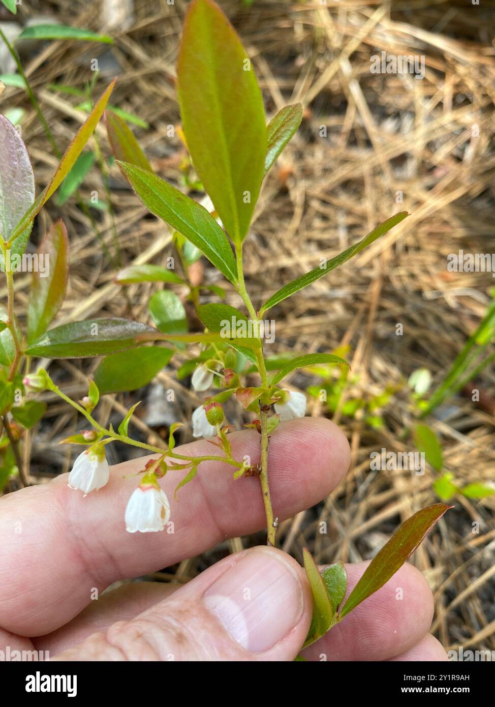 dwarf huckleberry (Gaylussacia dumosa) Plantae Stock Photo - Alamy