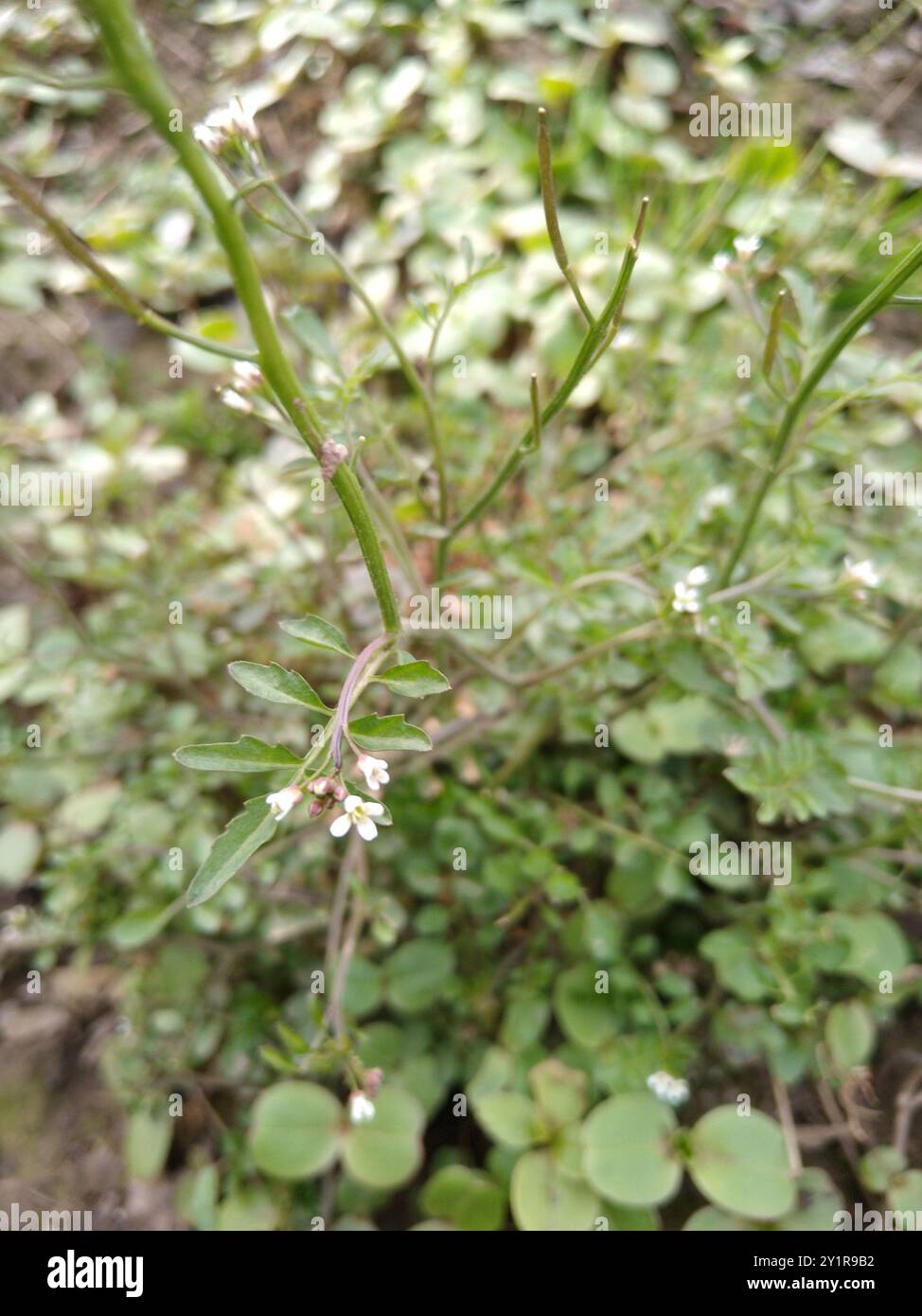 wavy bittercress (Cardamine flexuosa) Plantae Stock Photo - Alamy