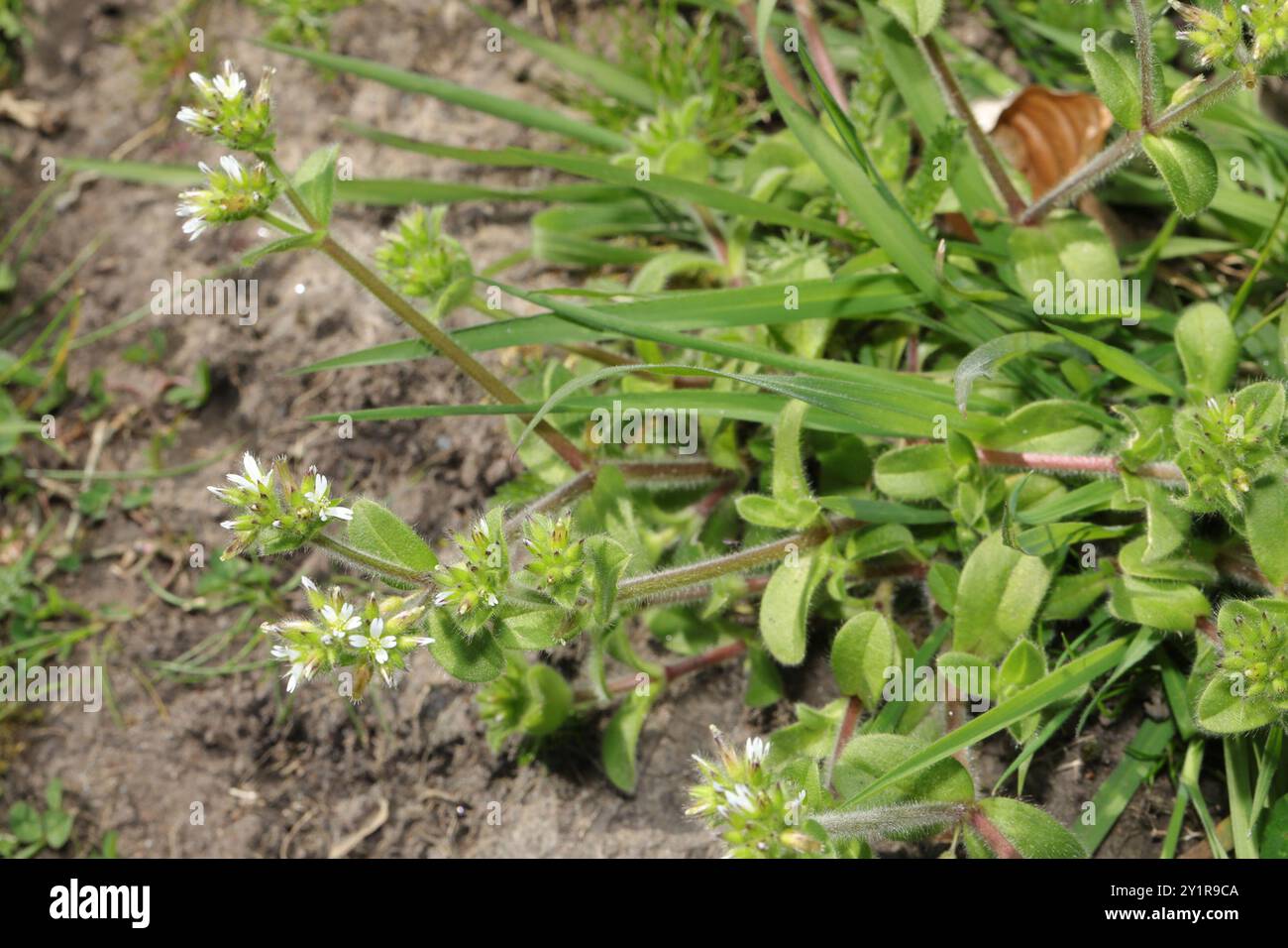 Sticky mouse-ear chickweed (Cerastium glomeratum) Plantae Stock Photo ...