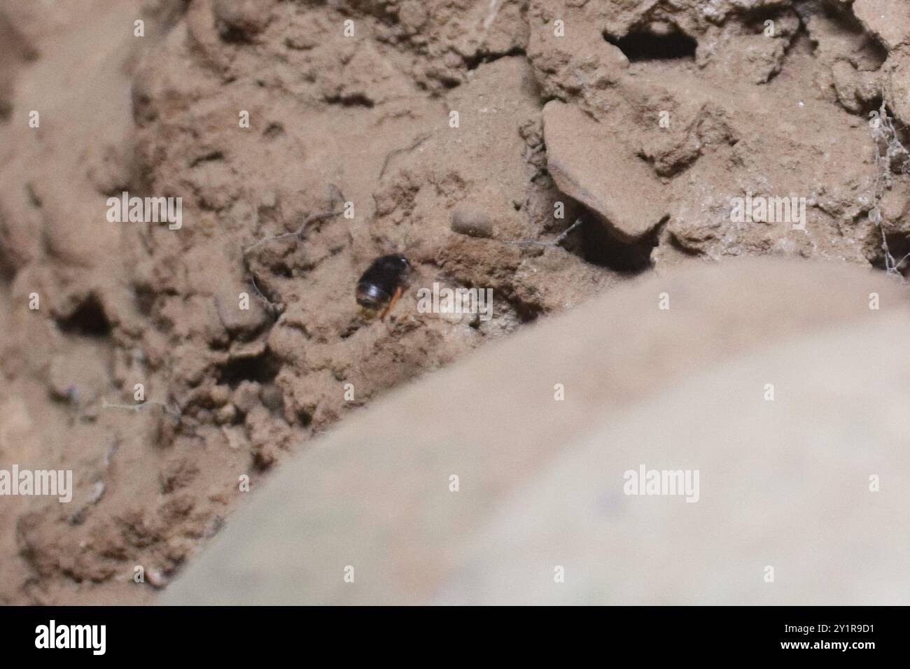 Honey Bees, Bumble Bees, and Allies (Apidae) Insecta Stock Photo - Alamy