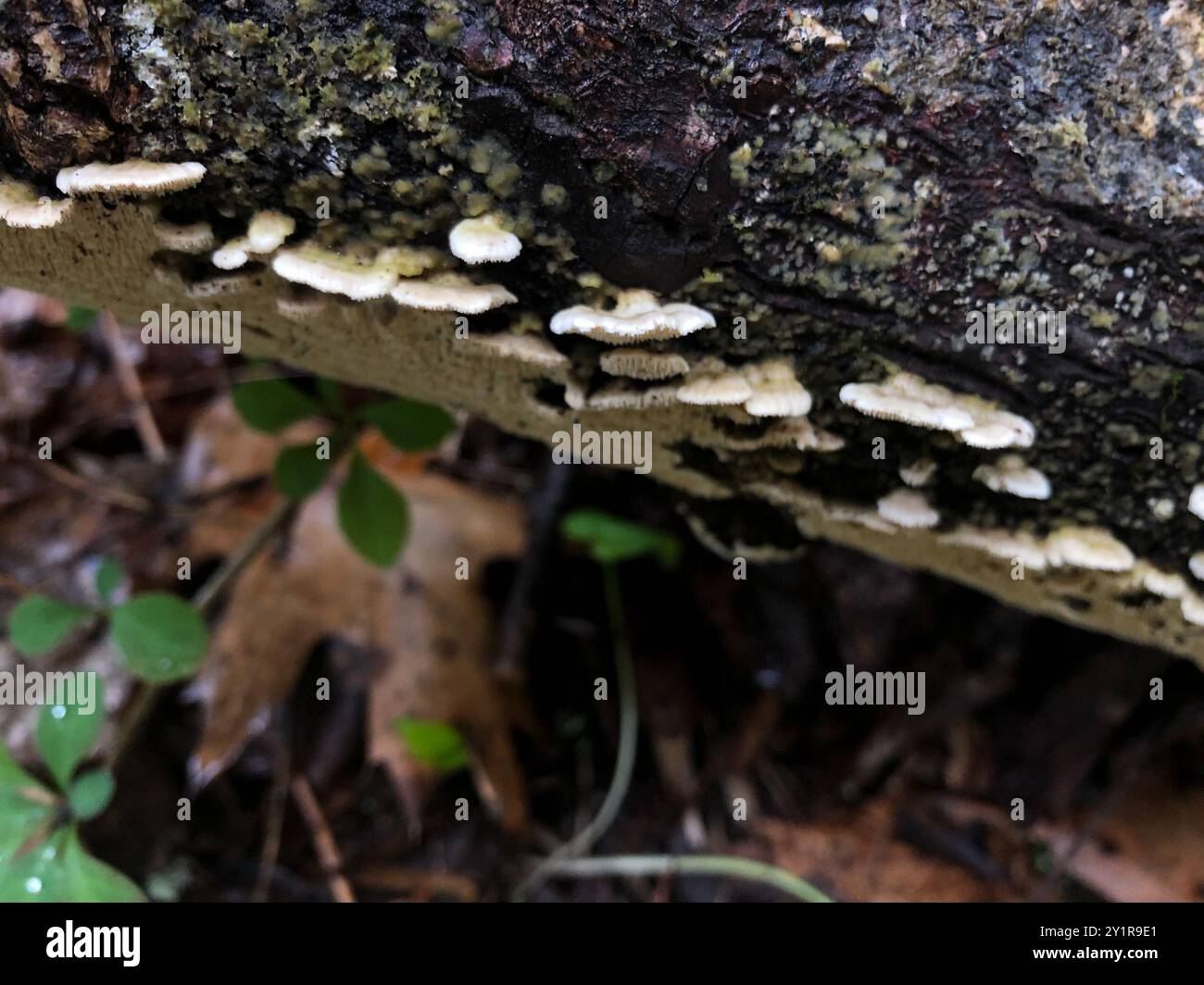 Milk-white Toothed Polypore (Irpex lacteus) Fungi Stock Photo - Alamy