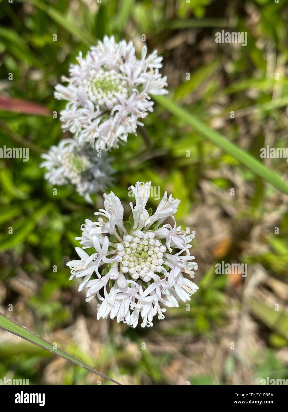 (Marshallia obovata obovata) Plantae Stock Photo - Alamy
