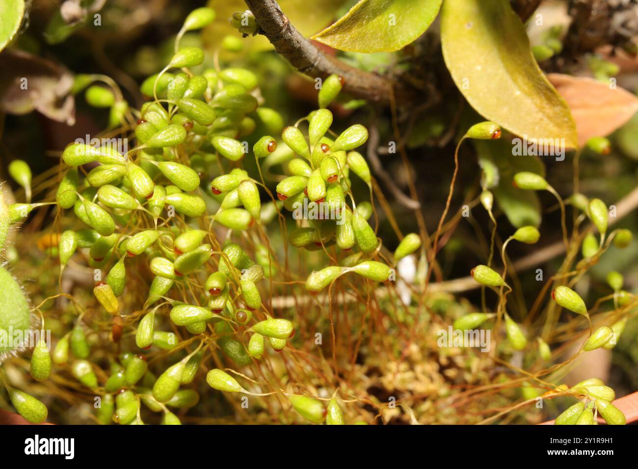 Bonfire moss (Funaria hygrometrica) Plantae Stock Photo - Alamy
