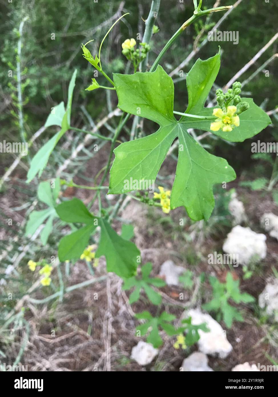 snake apple (Ibervillea lindheimeri) Plantae Stock Photo - Alamy