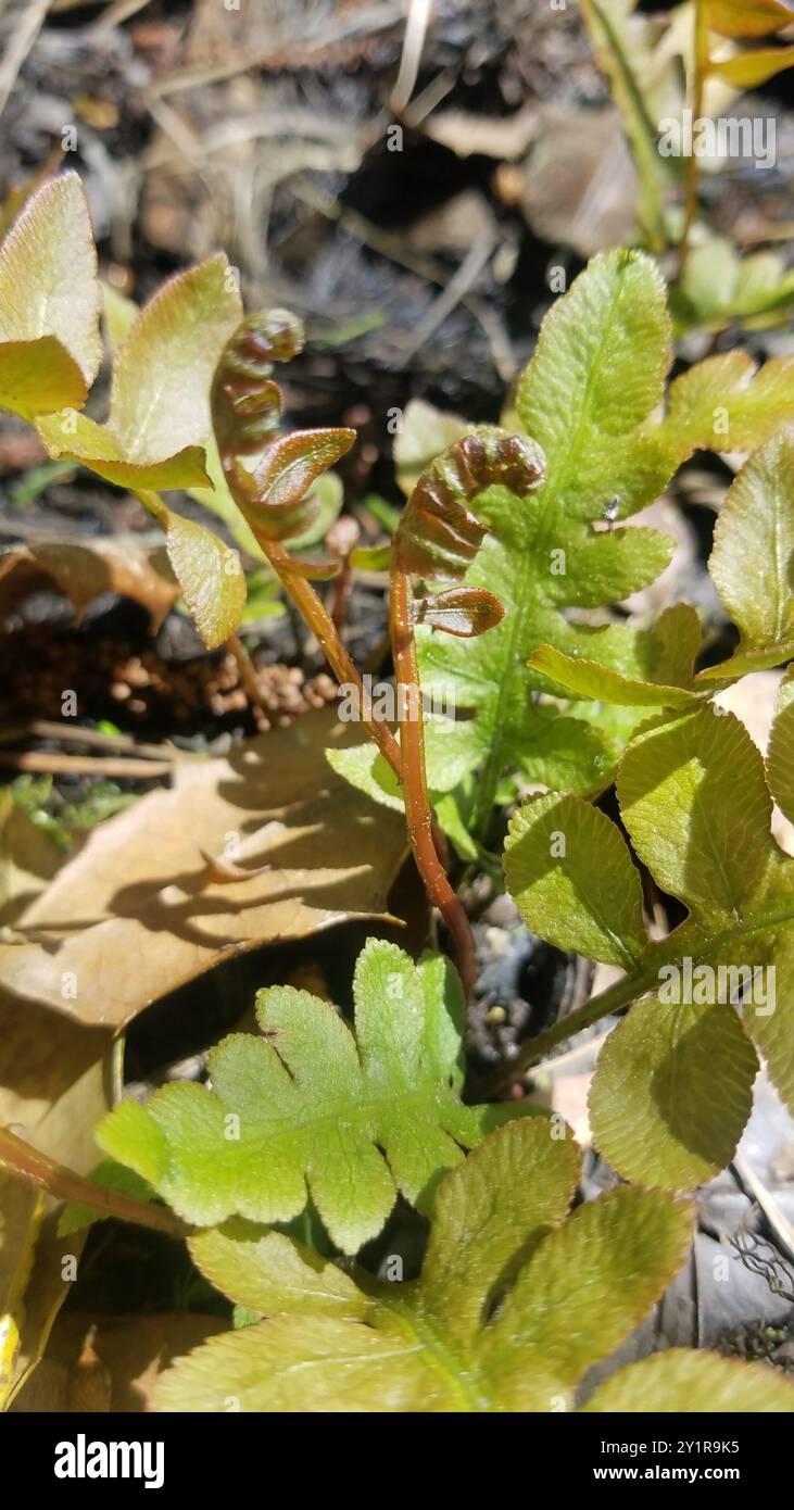 netted chain fern (Woodwardia areolata) Plantae Stock Photo - Alamy