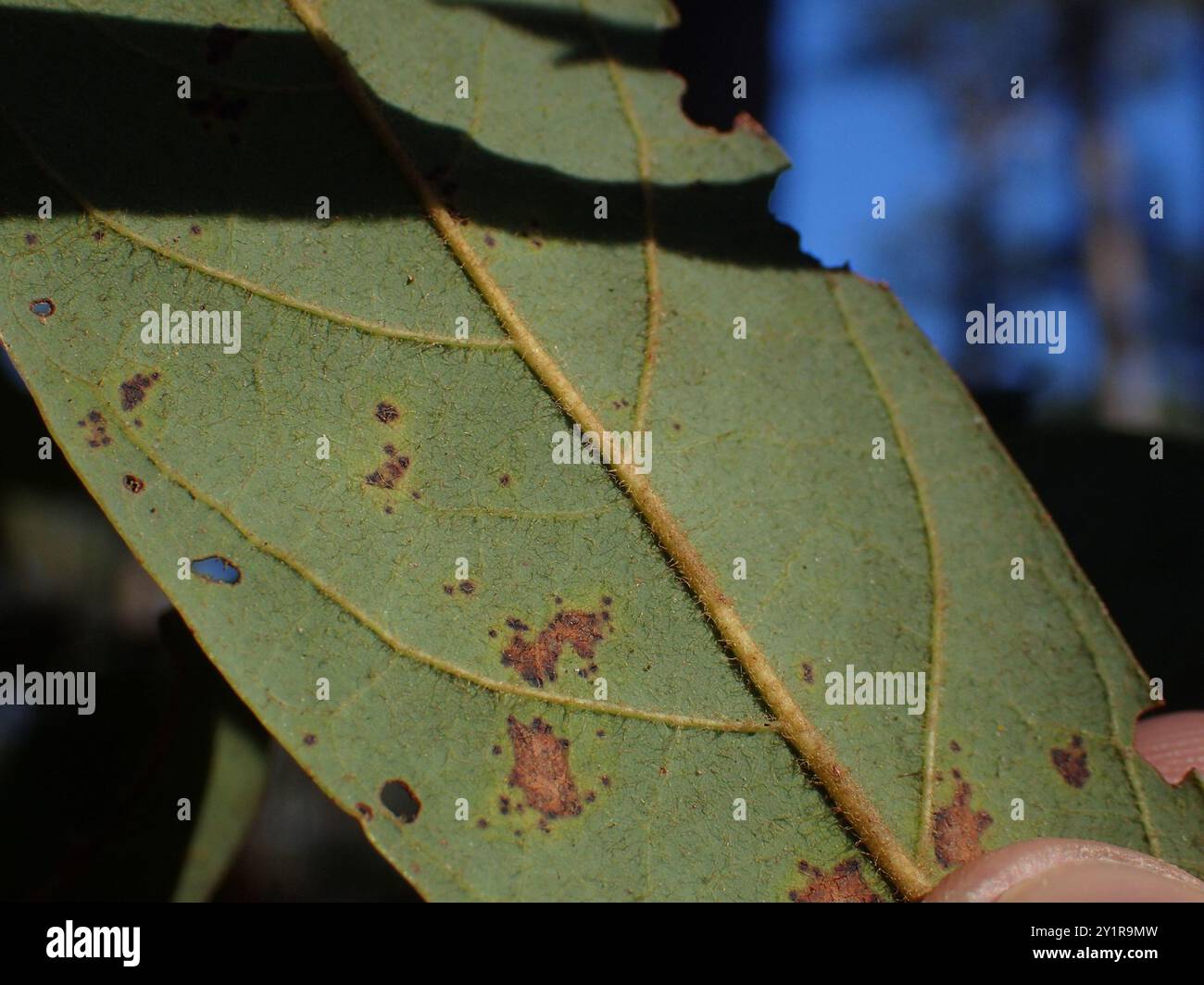 Swamp Bay (Persea palustris) Plantae Stock Photo - Alamy