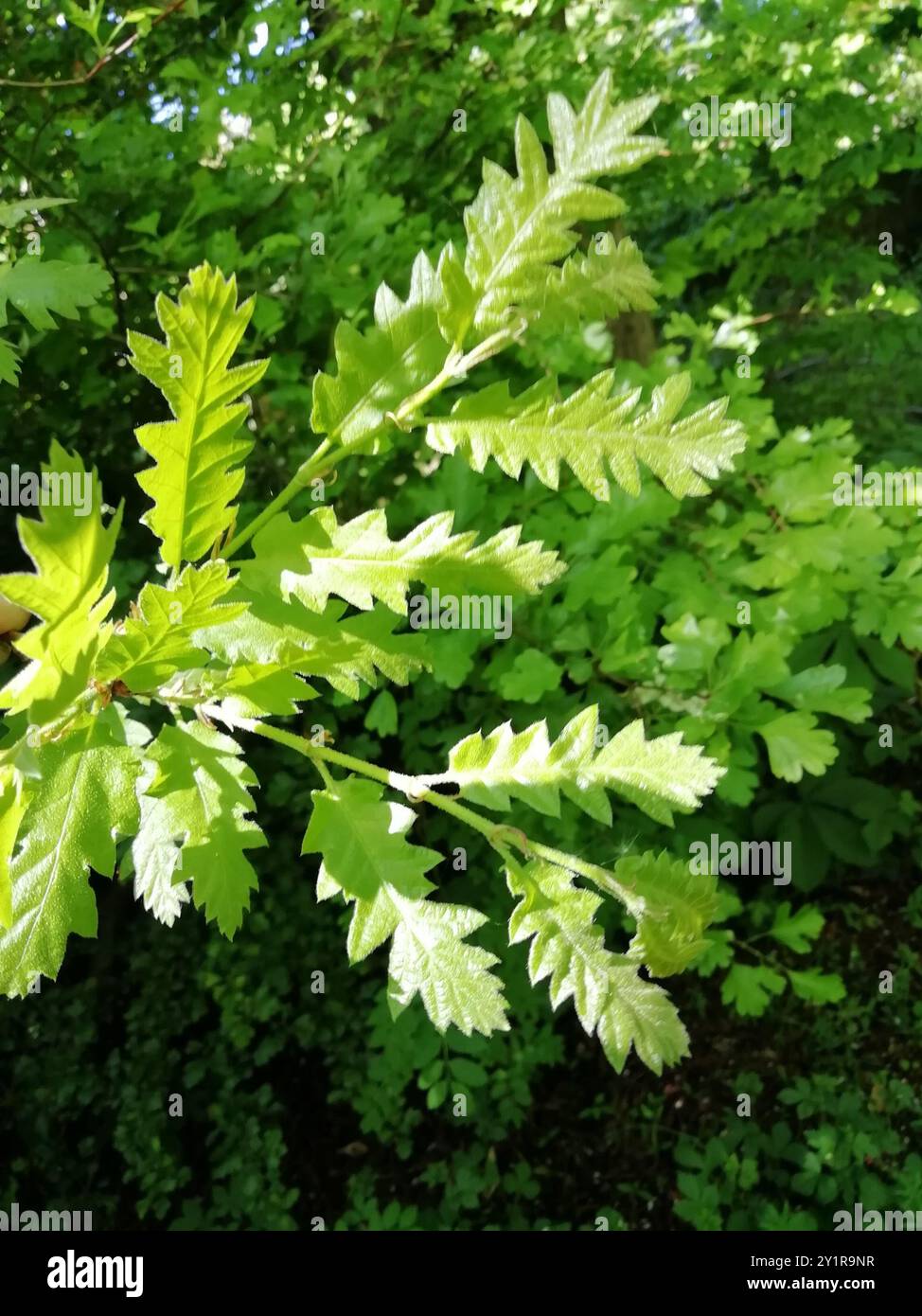 Turkey Oak (Quercus cerris) Plantae Stock Photo - Alamy