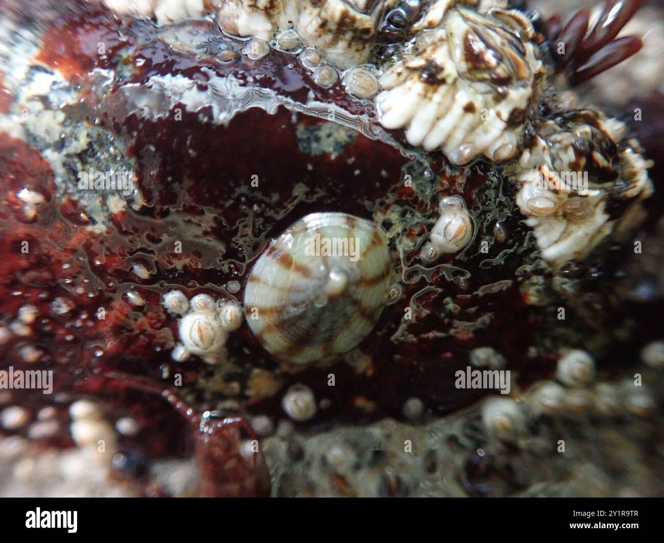 Testudinalia testudinalis hi-res stock photography and images - Alamy