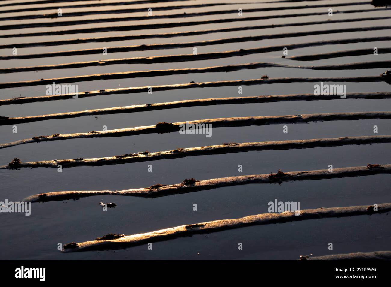 ripple marks at low tide on a sandy beach on the Channel, Manche ...