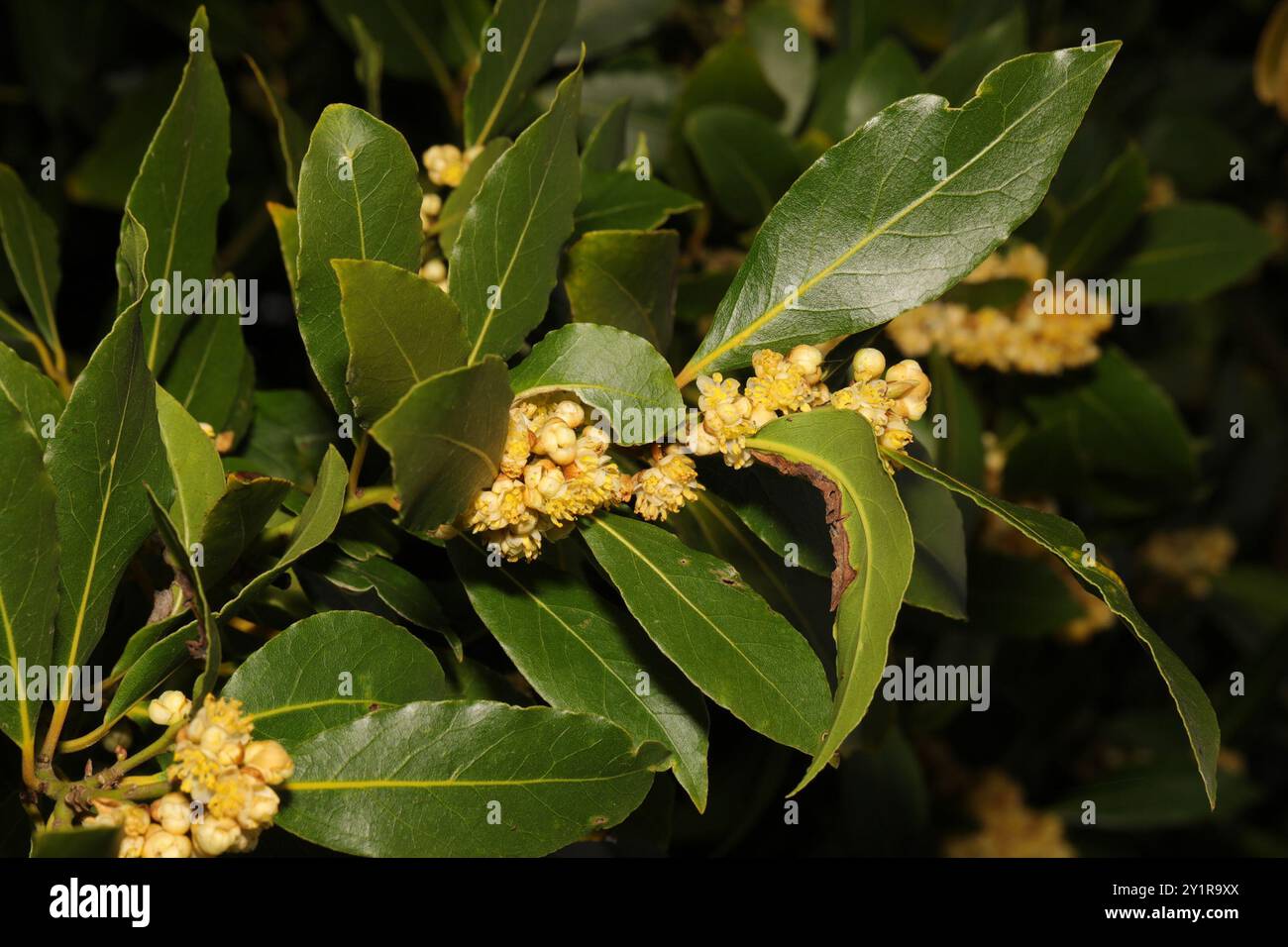 Bay laurel (Laurus nobilis) Plantae Stock Photo - Alamy