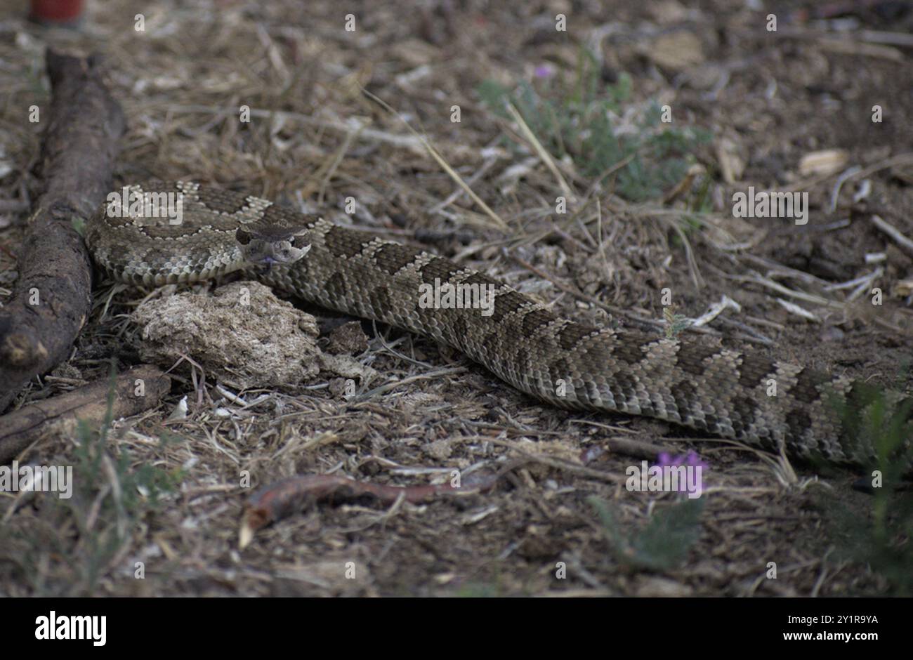 Western Rattlesnake (Crotalus oreganus) Reptilia Stock Photo - Alamy