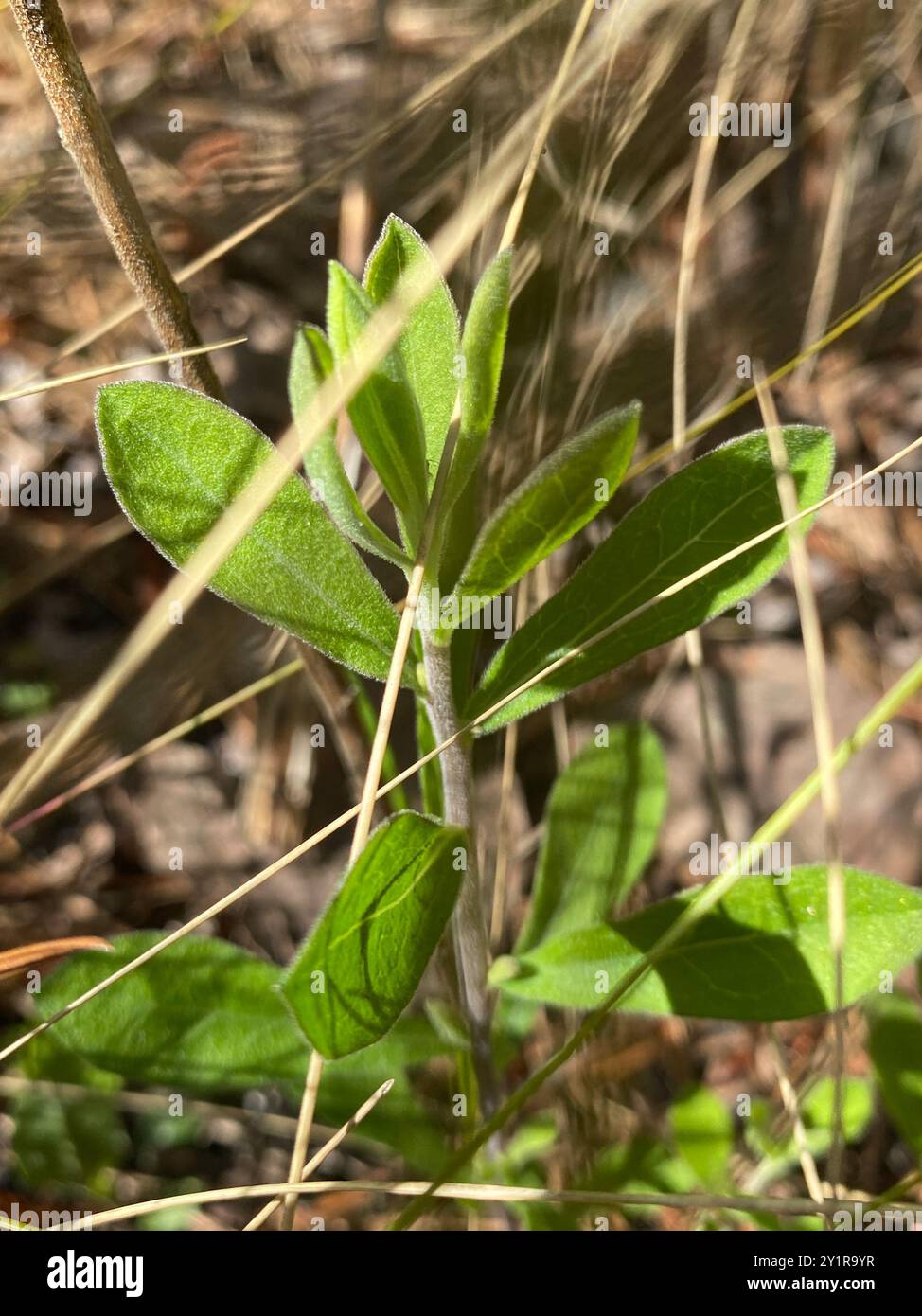 Dixie aster (Sericocarpus tortifolius) Plantae Stock Photo - Alamy