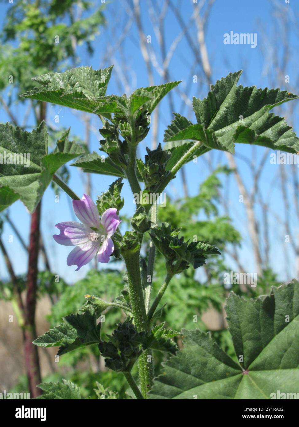 Cretan mallow (Malva multiflora) Plantae Stock Photo - Alamy