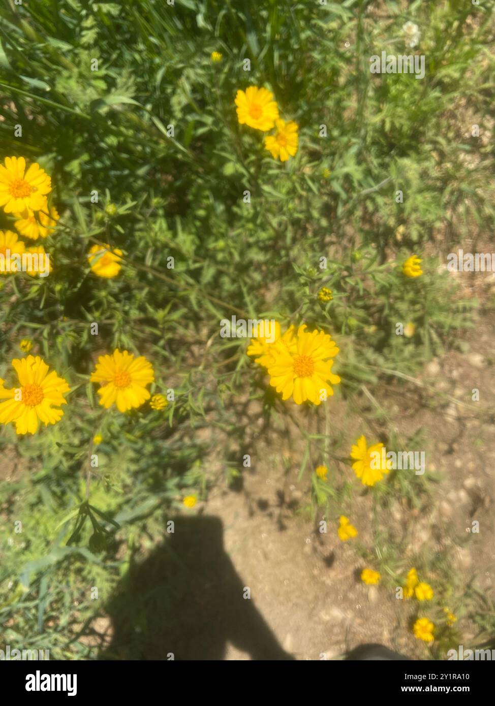 Common Madia (Madia elegans) Plantae Stock Photo - Alamy