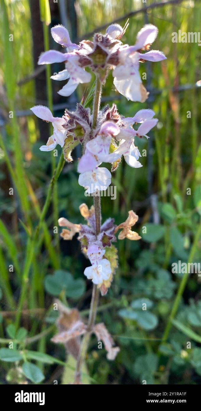 Rough Hedgenettle (Stachys rigida) Plantae Stock Photo - Alamy